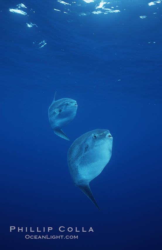 Ocean sunfish schooling, open ocean near San Diego, Mola mola, California