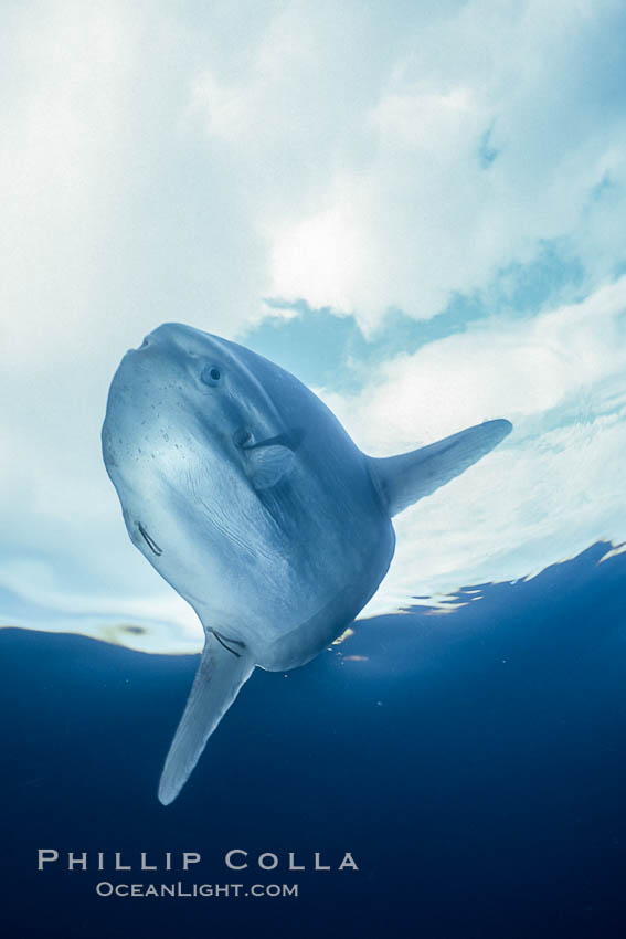 Ocean sunfish, Mola mola, #06415, Natural History Photography