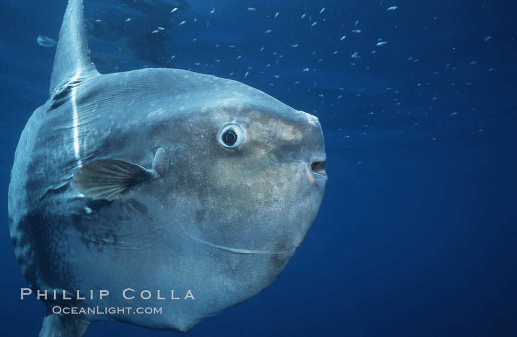 Ocean sunfish, open ocean, Baja California, Mola mola, #06419