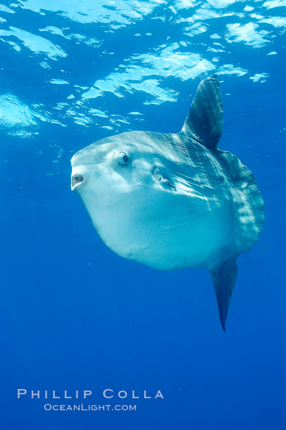 Ocean sunfish, open ocean, Mola mola, San Diego, California, #10015