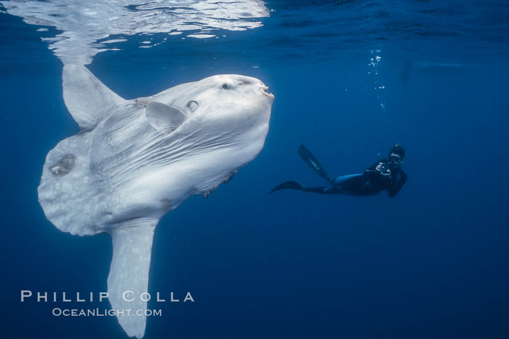 Ocean sunfish, San Diego, California, #36295