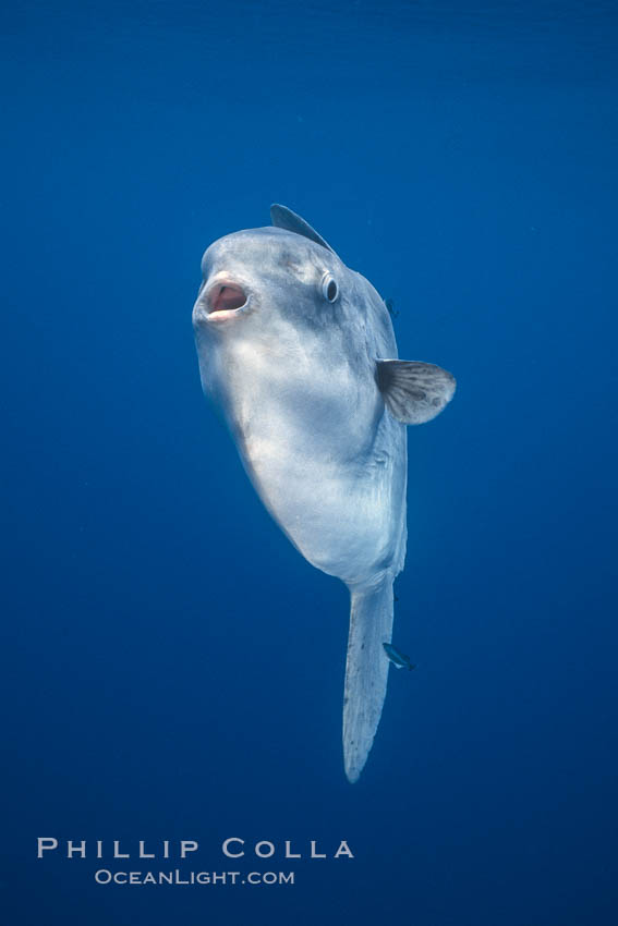 Ocean sunfish, open ocean near San Diego, Mola mola, California