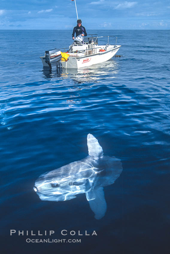 Ocean sunfish swimming near small boat, Mola mola, San Diego, California