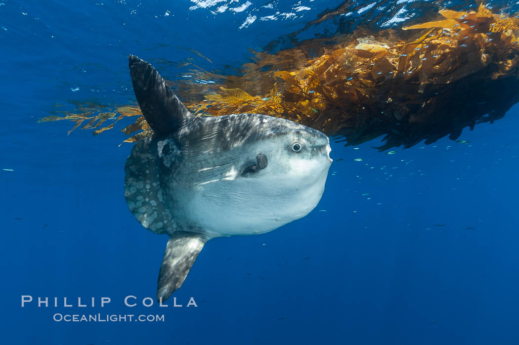 Ocean sunfish, Mola mola, San Diego, California, #10017