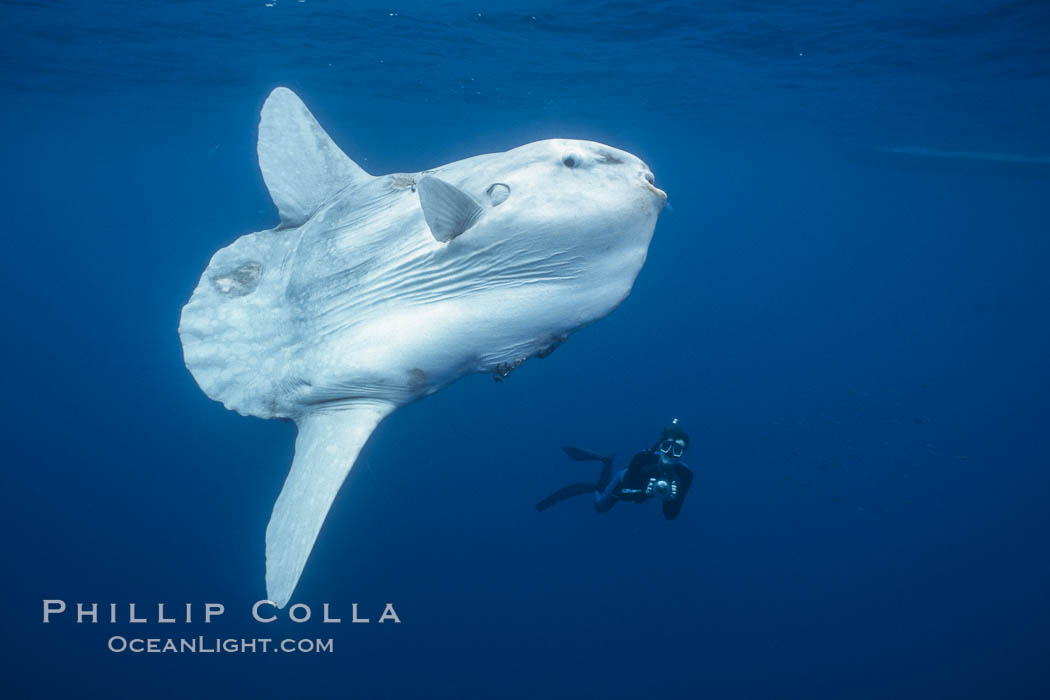 Ocean sunfish and photographer, open ocean, Mola mola, San Diego ...