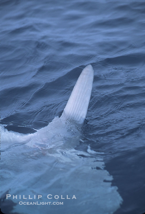 Ocean sunfish, Mola mola, San Diego, California, #04795