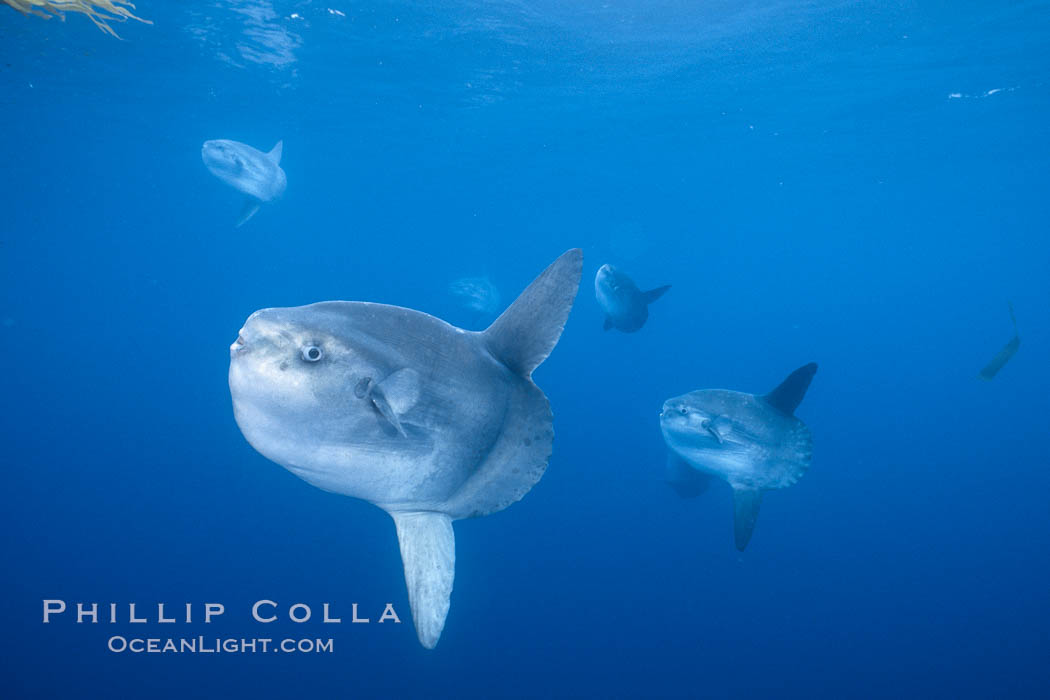 Ocean sunfish schooling, open ocean near San Diego, Mola mola, California
