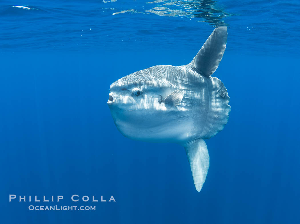 Ocean Sunfish Swims in the Open Ocean near San Diego, Mola mola, California