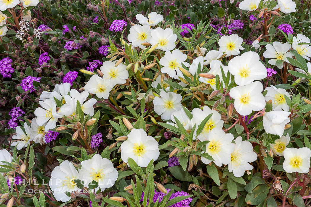 Dune primrose, Oenothera deltoides, Anza-Borrego Desert State Park ...
