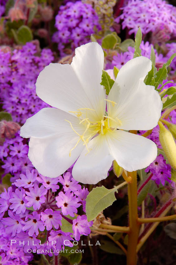 Dune primrose, Oenothera deltoides, Anza-Borrego Desert State Park ...