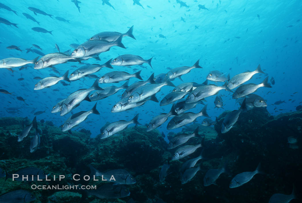 Grunts (peruvian, gray or Galapagos), Galapagos Islands, Ecuador