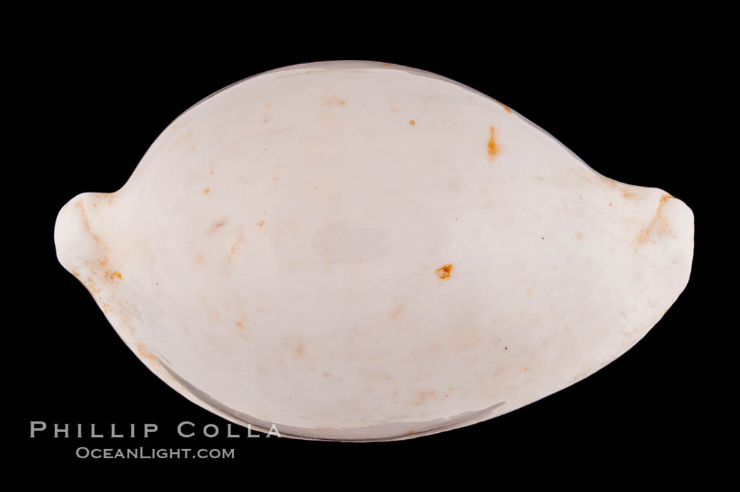 Common Egg Cowrie, Ovula ovum, #08541, Natural History Photography