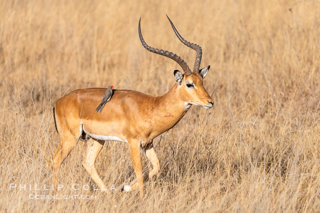 Red-Billed Oxpecker on Impala, Nairobi National Park, Aepyceros ...