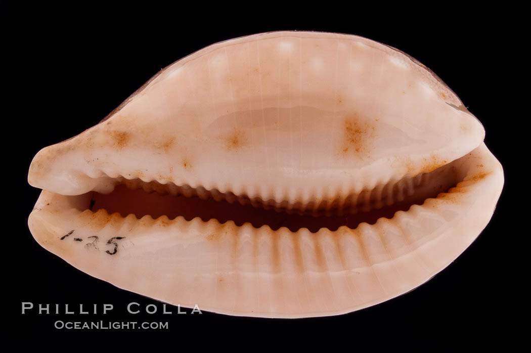 Pacific Deer Cowrie, Cypraea vitellus, #08334