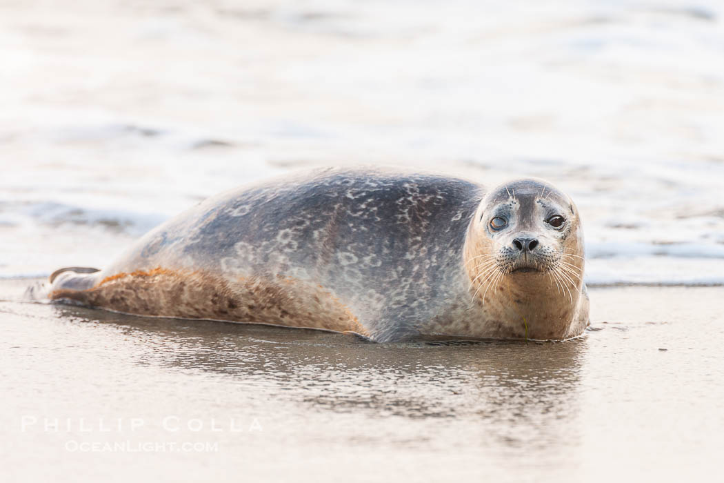 Pacific harbor seal, Phoca vitulina richardsi, La Jolla, California