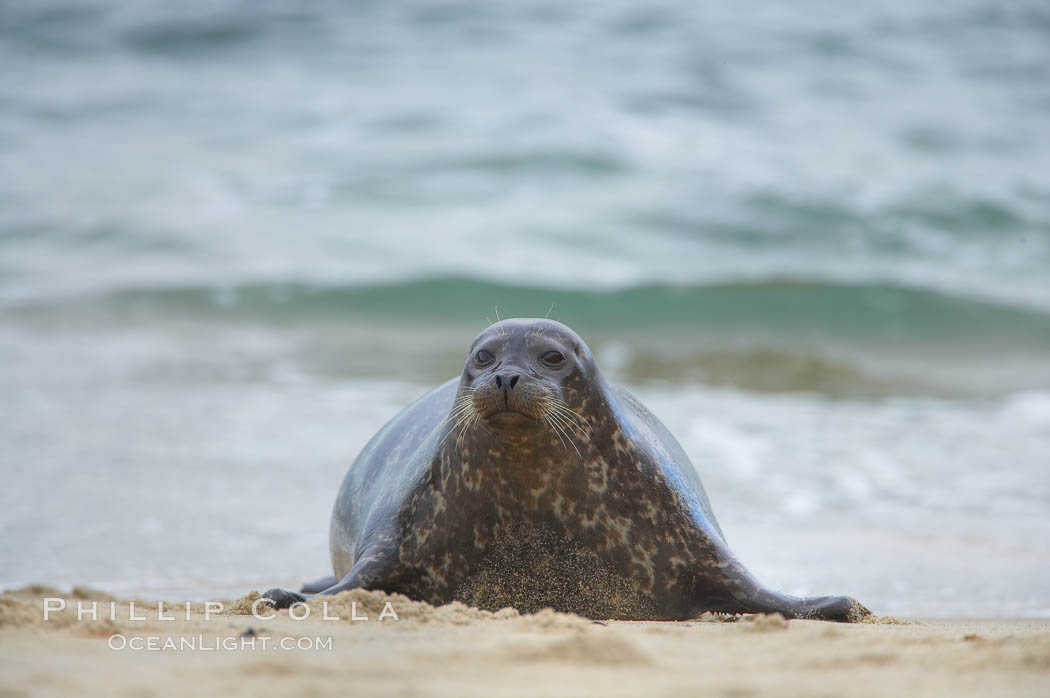 Pacific harbor seal, Phoca vitulina richardsi, La Jolla, California