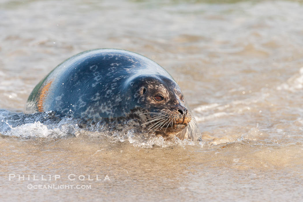 Pacific harbor seal, Phoca vitulina richardsi, La Jolla, California