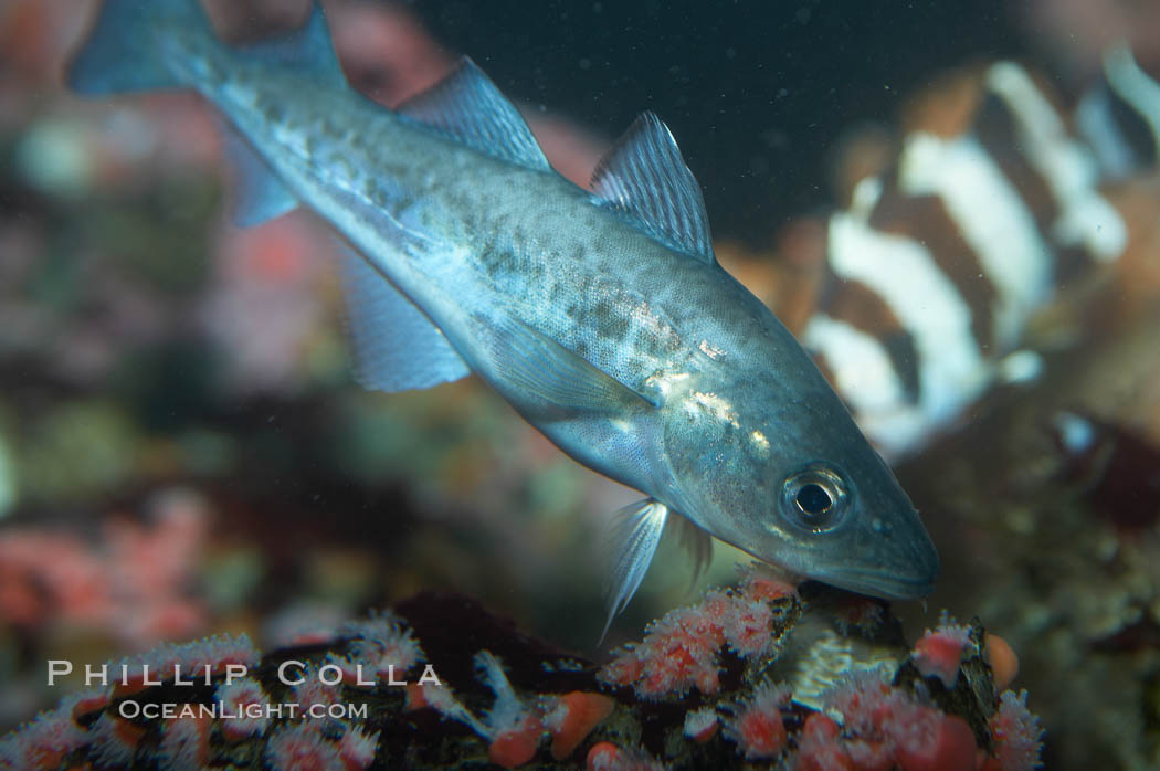 Pacific tomcod, Microgadus proximus, #11819