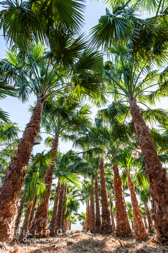 Palm trees on a tree farm, Borrego Springs, California, #20474