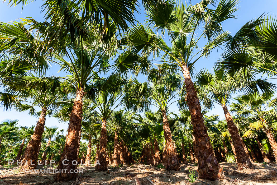 Palm trees on a tree farm, Borrego Springs, California, #20473