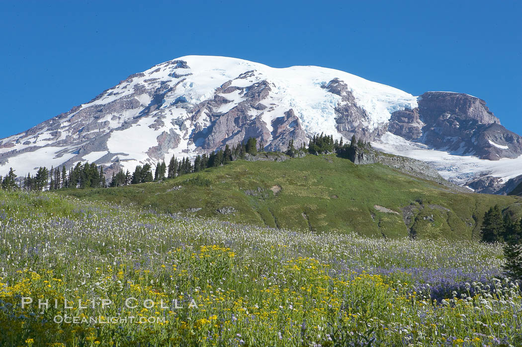 Paradise Meadows, Mount Rainier, Mount Rainier National Park, Washington