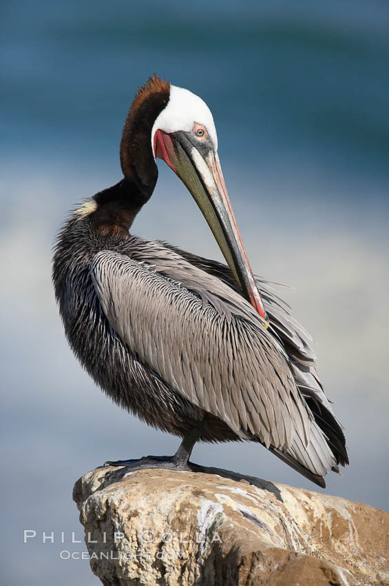 Brown pelican, Pelecanus occidentalis, La Jolla, California, #15230