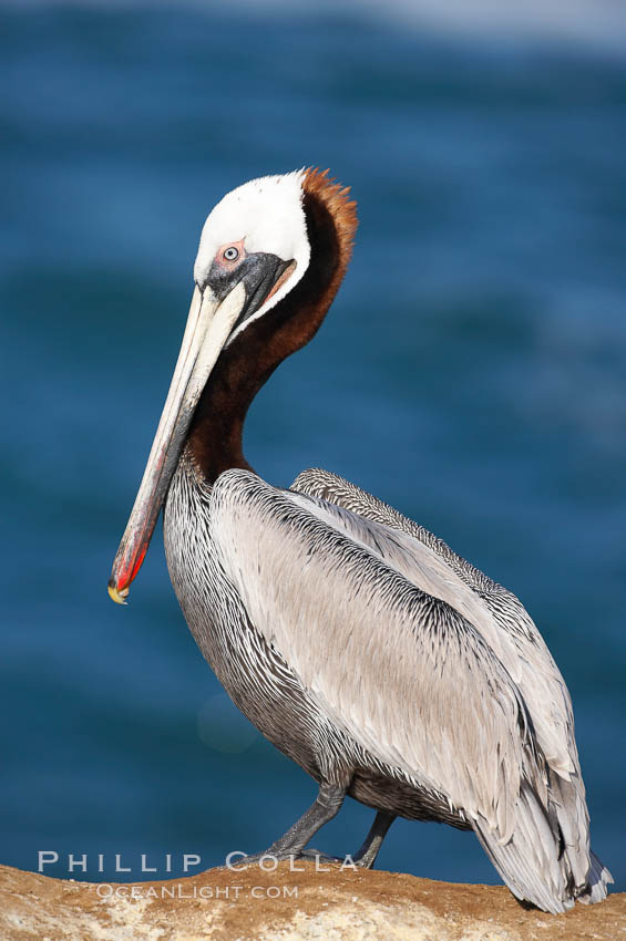 Brown pelican, Pelecanus occidentalis, La Jolla, California, #15208