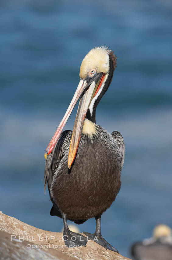 Brown pelican preening, Pelecanus occidentalis, La Jolla, California