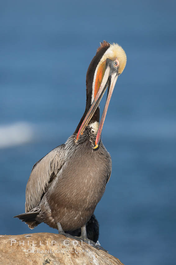 Brown pelican preening, Pelecanus occidentalis, La Jolla, California