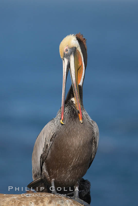 Brown pelican preening, Pelecanus occidentalis, La Jolla, California