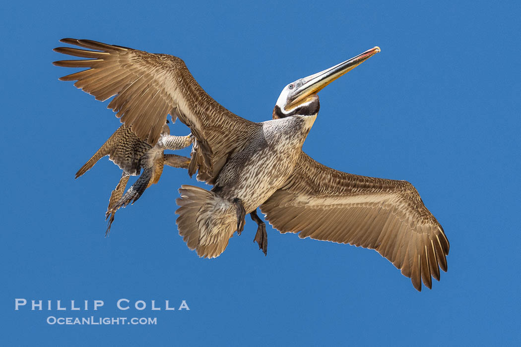 Peregrine Falcon attacking brown pelican, Falco peregrinus, Torrey ...