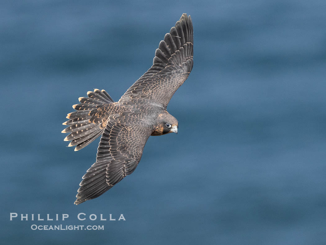 Peregrine Falcon in flight, Falco peregrinus, Torrey Pines State ...