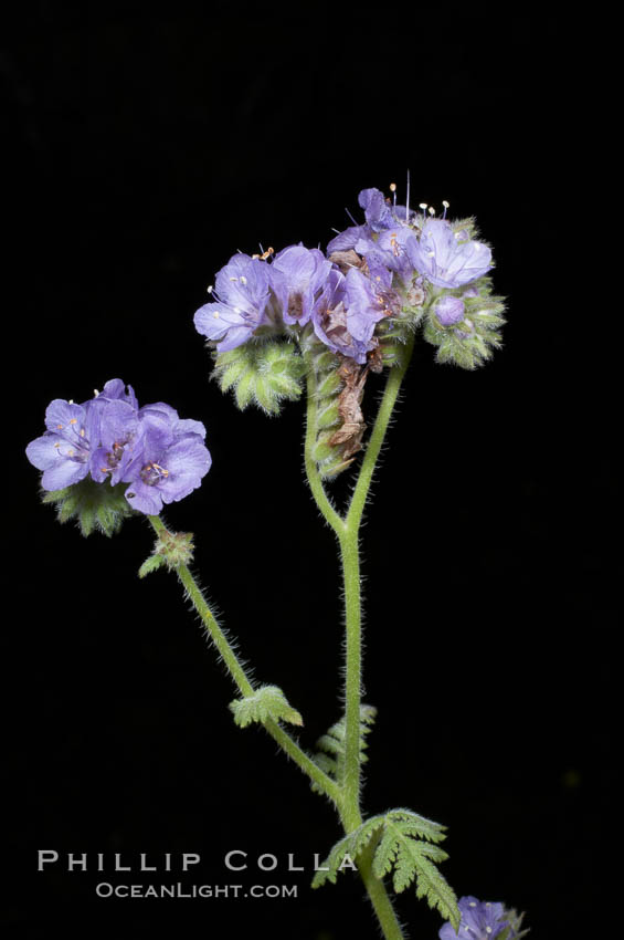Wild heliotrope, Phacelia distans, Batiquitos Lagoon, Carlsbad, California