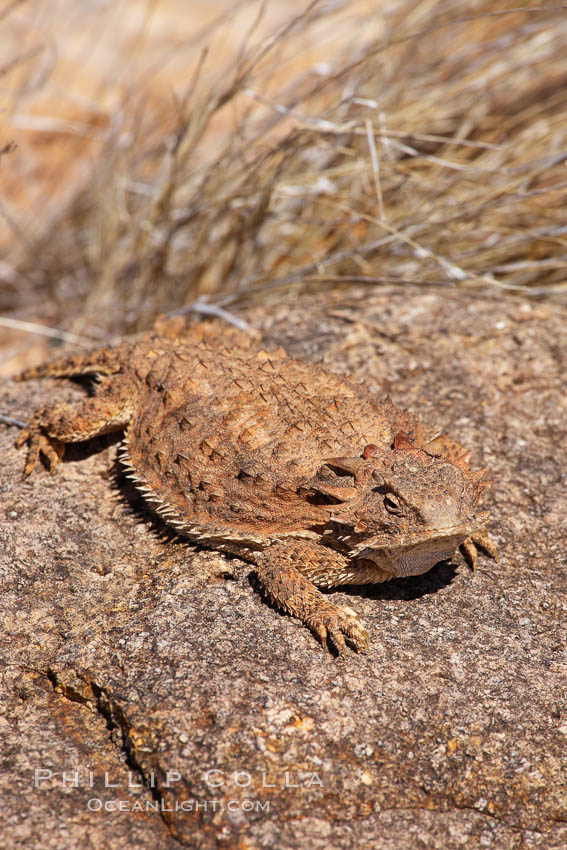 Horned lizard, Phrynosoma photo, Amado, Arizona, #23051