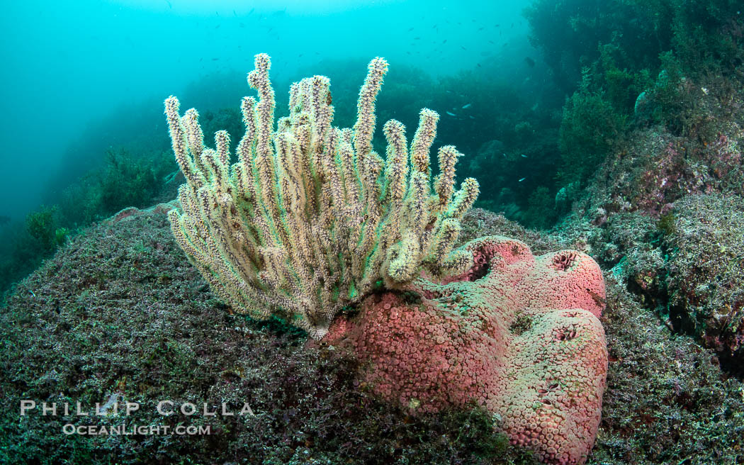Pink Sponges Encrusting Rocky Reef, Isla San Pedro Martir, Sonora, Mexico