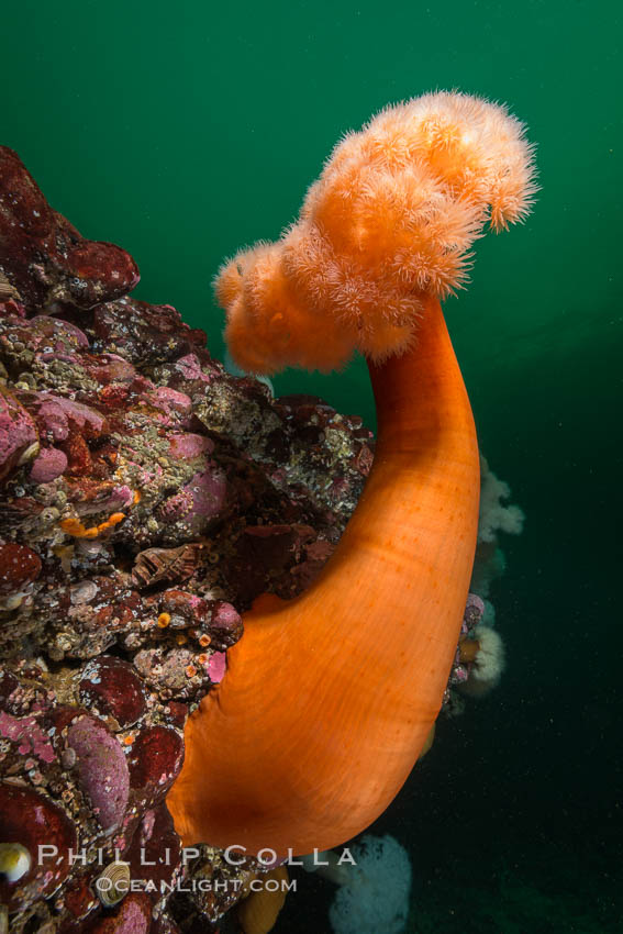 Plumose Anemone, Metridium farcimen, Hornby Island, British Columbia ...