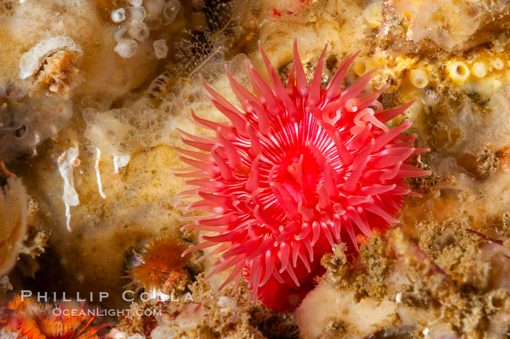 Brooding proliferating sea anemone, Epiactis prolifera, Santa Barbara ...