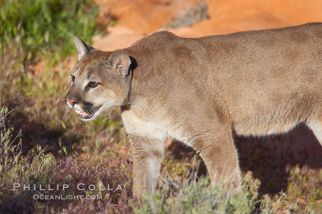 Mountain lion, Puma concolor, #12382, Natural History Photography