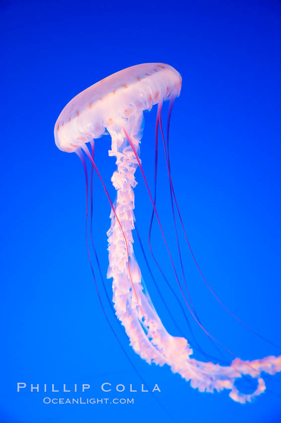 Purple-striped jellyfish, Chrysaora colorata, #14057