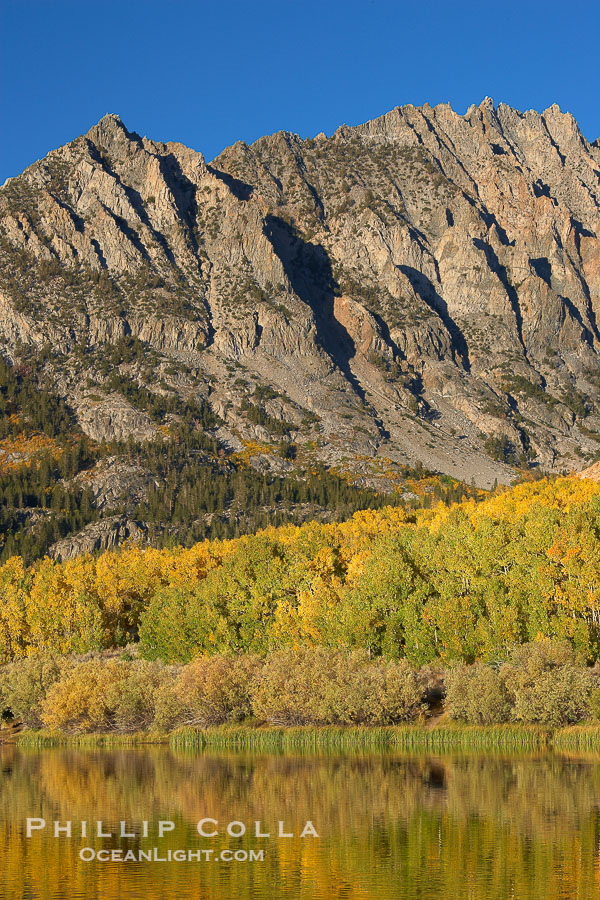 Quaking Aspen photograph, Populus tremuloides, Bishop Creek Canyon ...