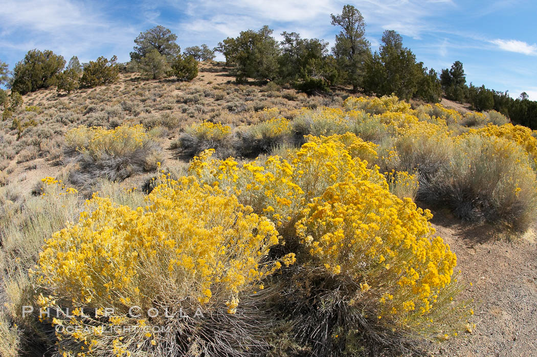 Rabbitbrush, Chrysothamnus, White Mountains Inyo National Forest ...