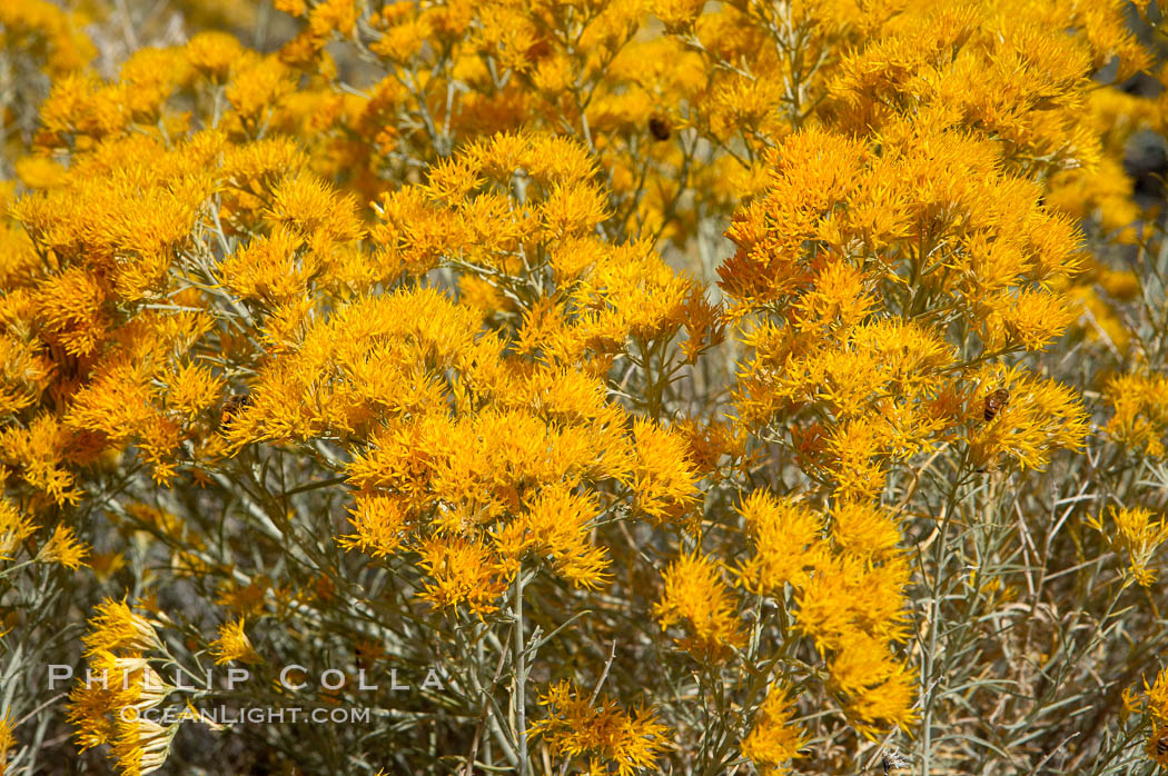 Rabbitbrush, Chrysothamnus, White Mountains Inyo National Forest ...