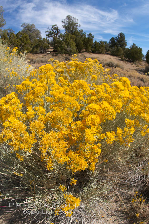 Rabbitbrush, Chrysothamnus, White Mountains Inyo National Forest ...