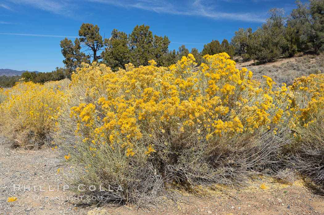 Rabbitbrush, Chrysothamnus photo, White Mountains Inyo National Forest ...