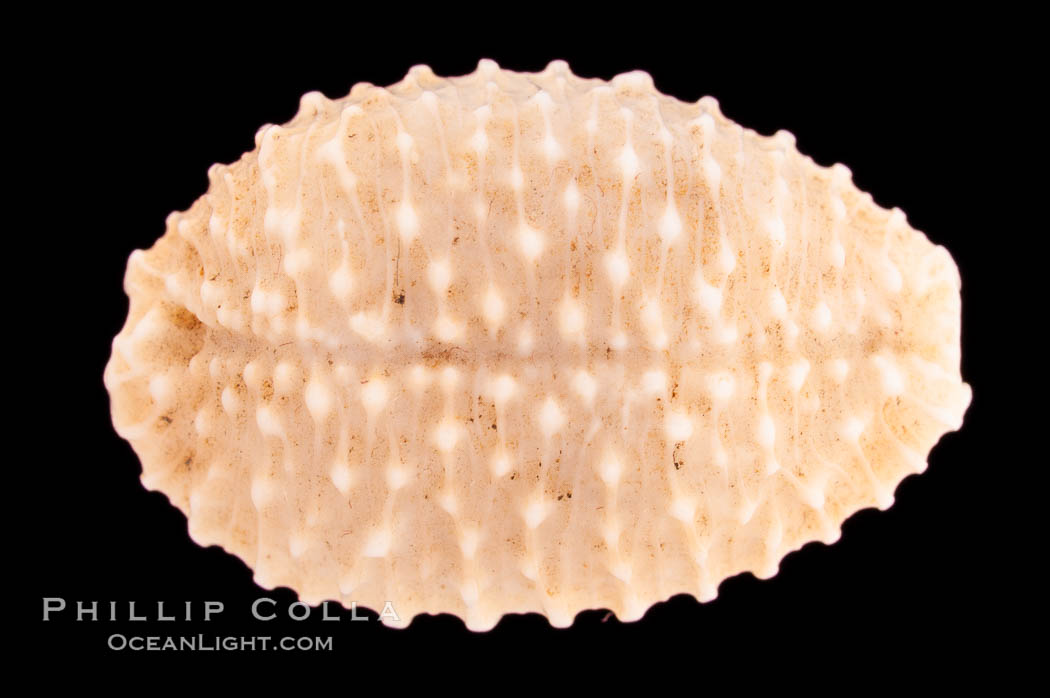 Radians trivia, Trivia radians, #08478