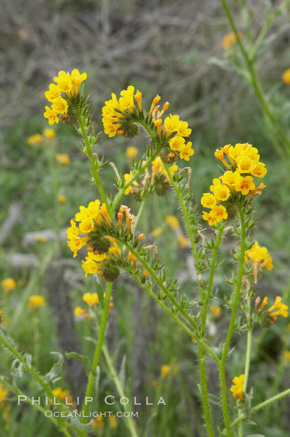 Ranchers fiddleneck, Amsinckia menziesii, San Elijo Lagoon, Encinitas ...