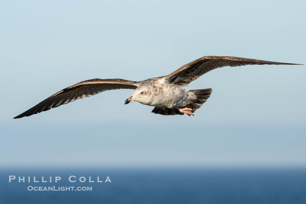 Ring-Billed Gull First Winter Plumage in Flight, Larus delawarensis, La ...