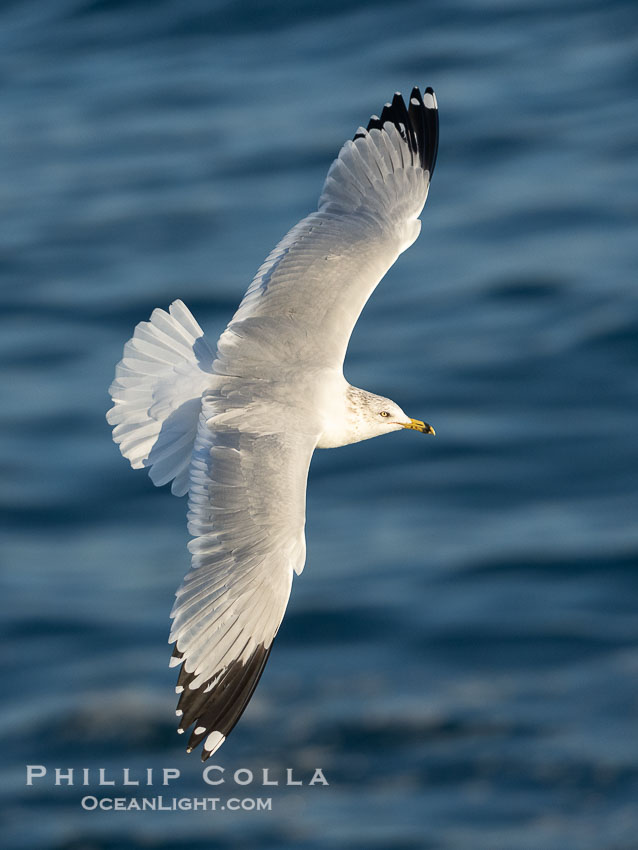 Ring-Billed Gull in Flight, top view, Larus delawarensis, La Jolla ...