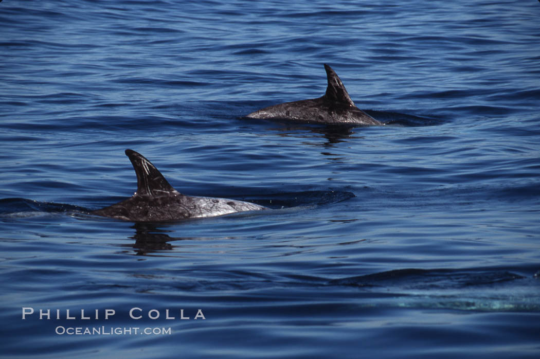 Rissos dolphin, dorsal fin, Grampus griseus, San Diego, California