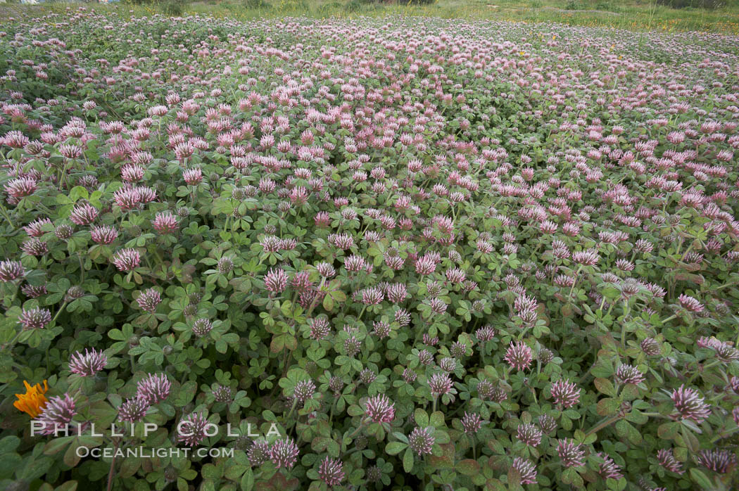 Rose clover blooms in spring, Trifolium hirtum, Carlsbad, California